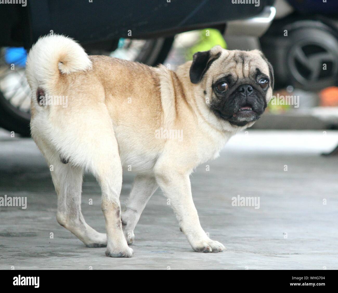 Mops transport -Fotos und -Bildmaterial in hoher Auflösung – Alamy