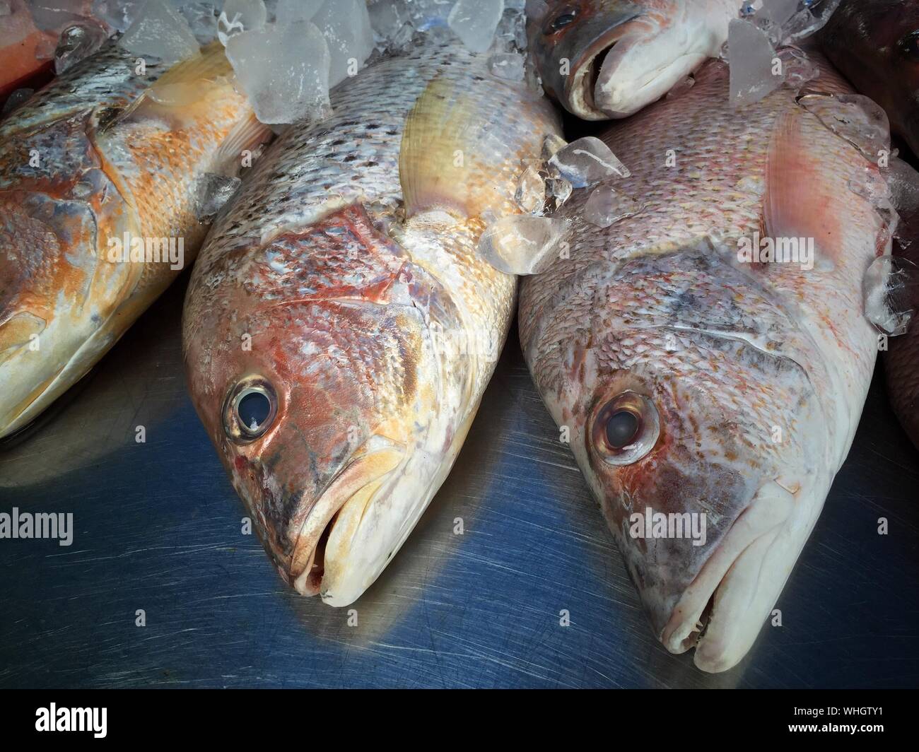 Fish food -Fotos und -Bildmaterial in hoher Auflösung – Alamy