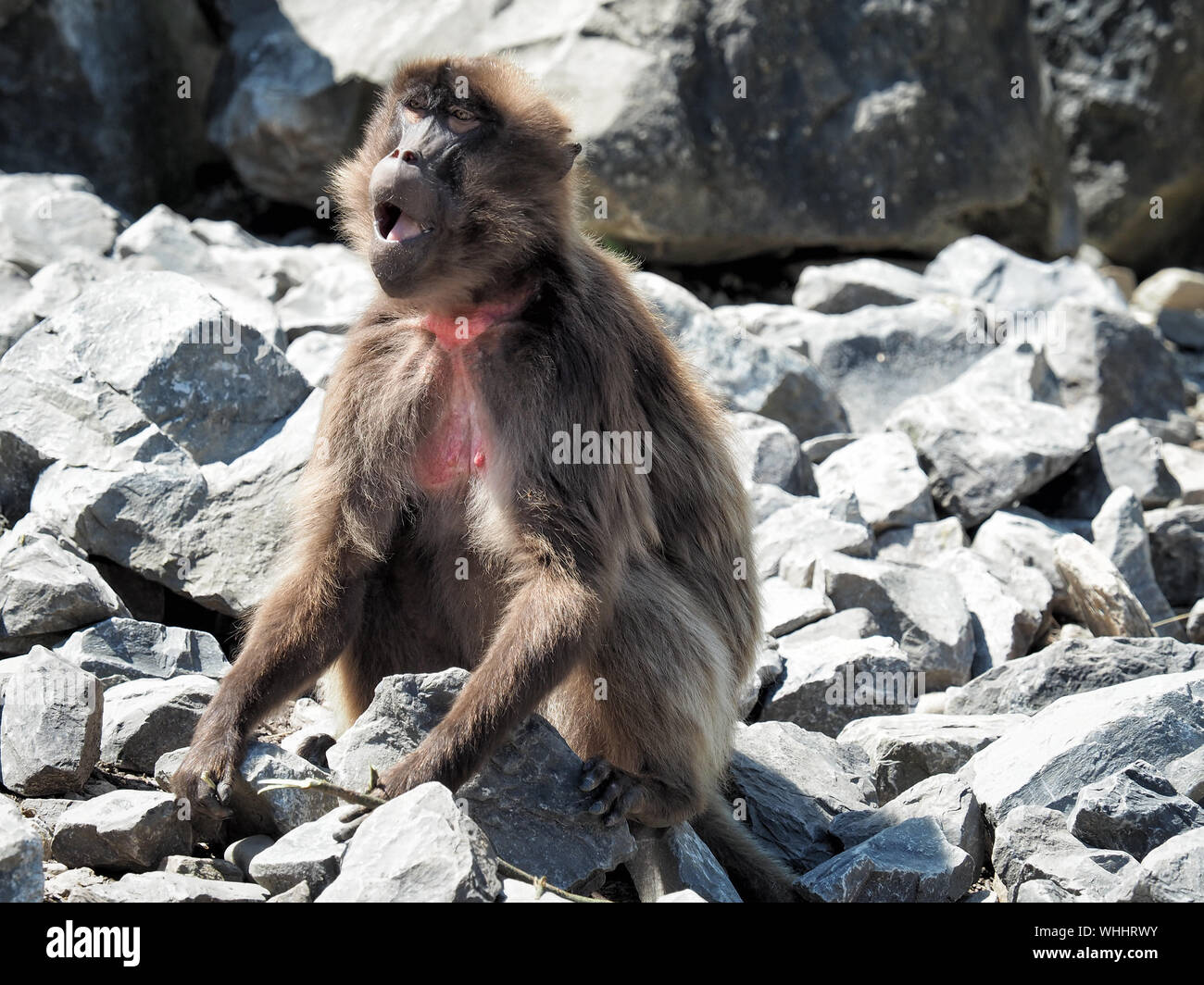 Affe sitzt auf den felsen -Fotos und -Bildmaterial in hoher Auflösung ...