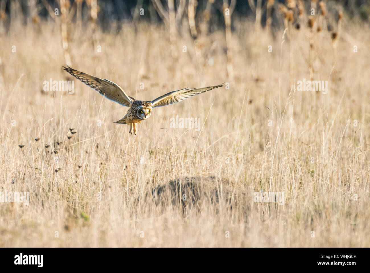 Waldohreule im flug -Fotos und -Bildmaterial in hoher Auflösung – Alamy