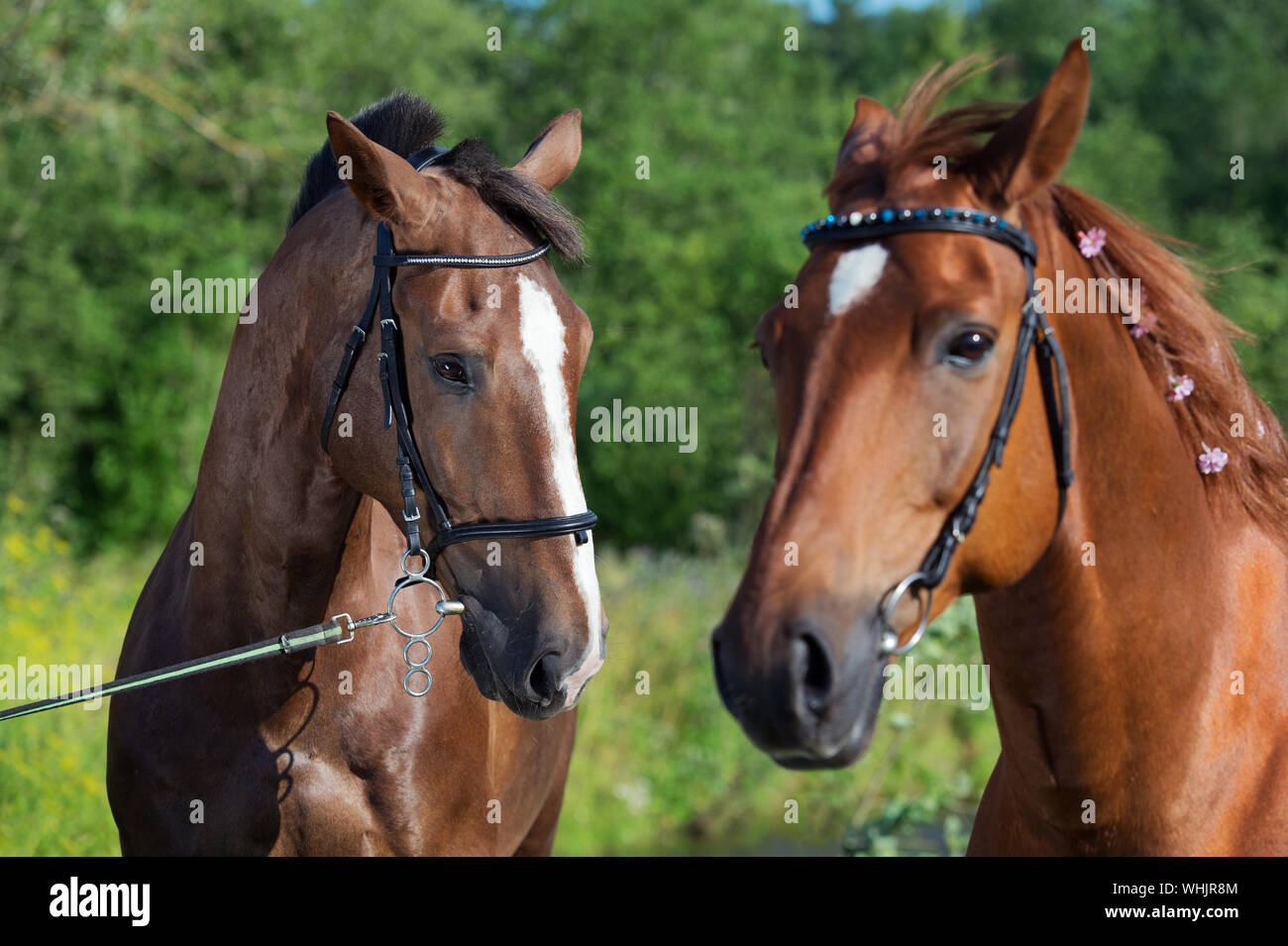Zwei pferde stehen nah -Fotos und -Bildmaterial in hoher Auflösung – Alamy
