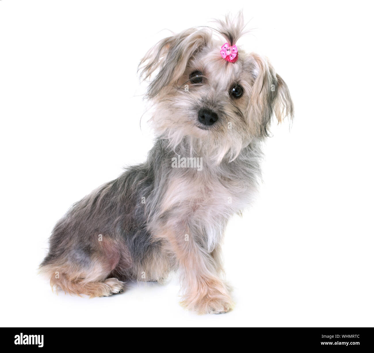 Haarige leute -Fotos und -Bildmaterial in hoher Auflösung – Alamy