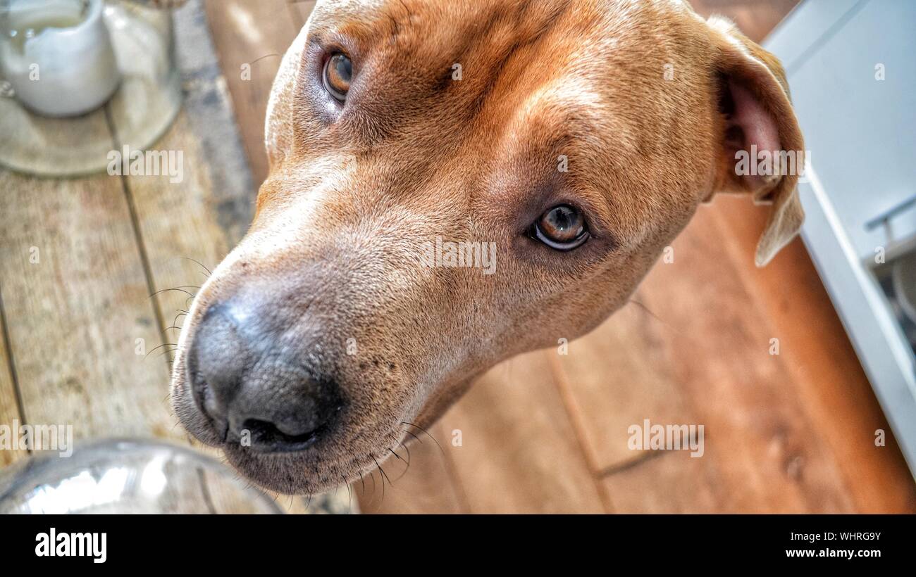 Der hundekopf Stockfotos und -bilder Kaufen - Alamy