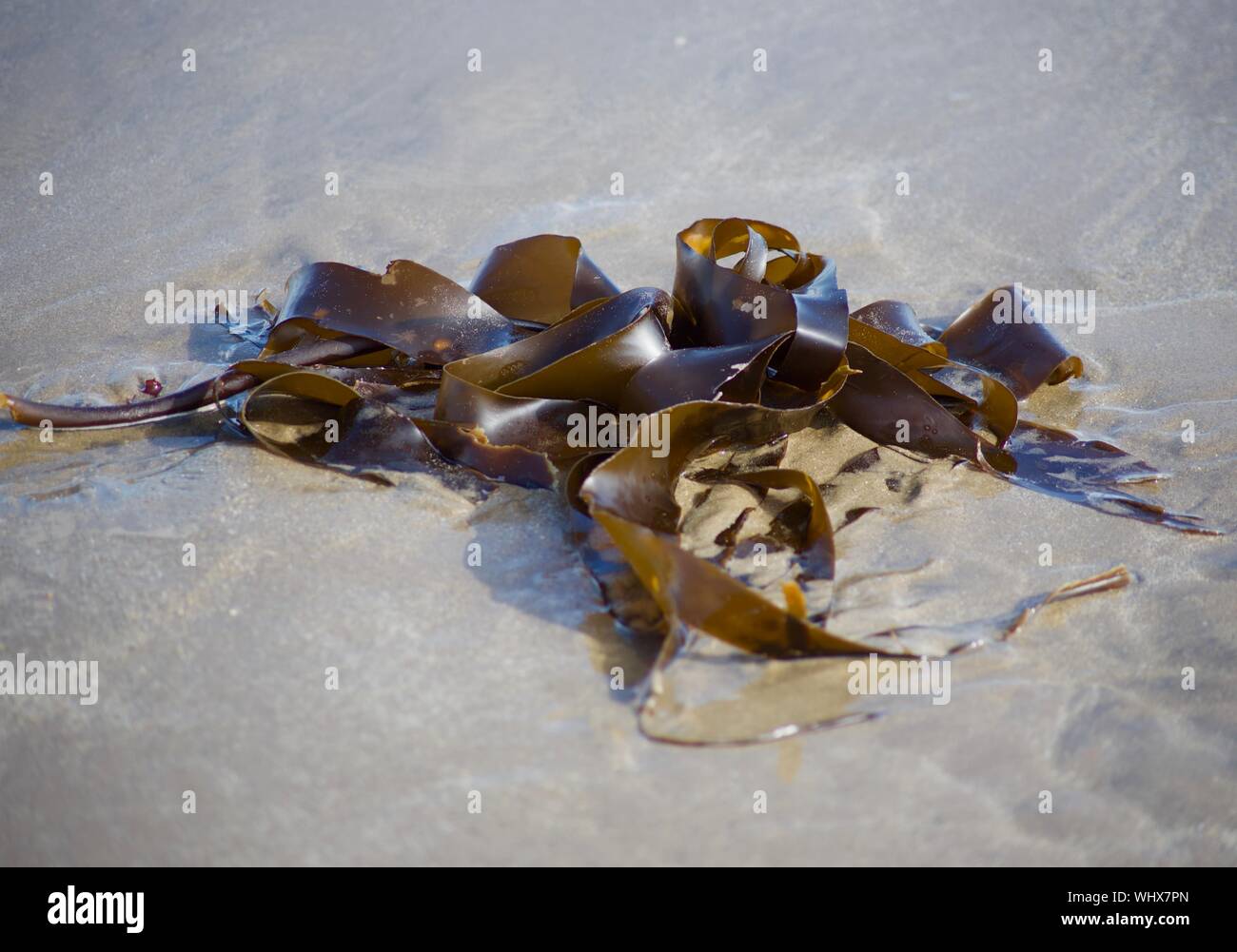 Kelp sand seaside -Fotos und -Bildmaterial in hoher Auflösung – Alamy