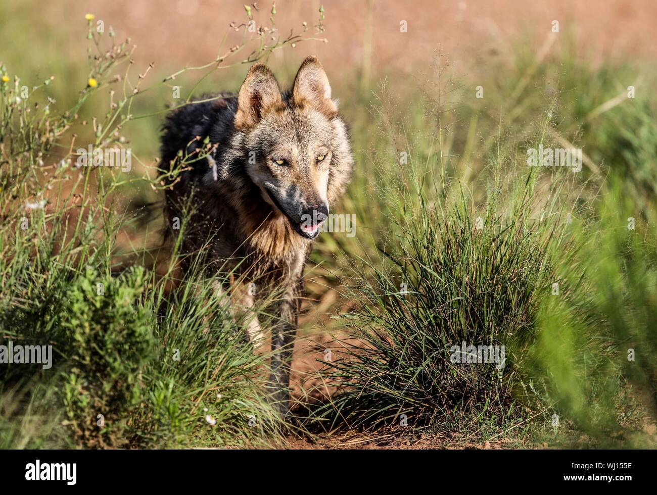 Wolf im gras -Fotos und -Bildmaterial in hoher Auflösung - Seite 2 - Alamy