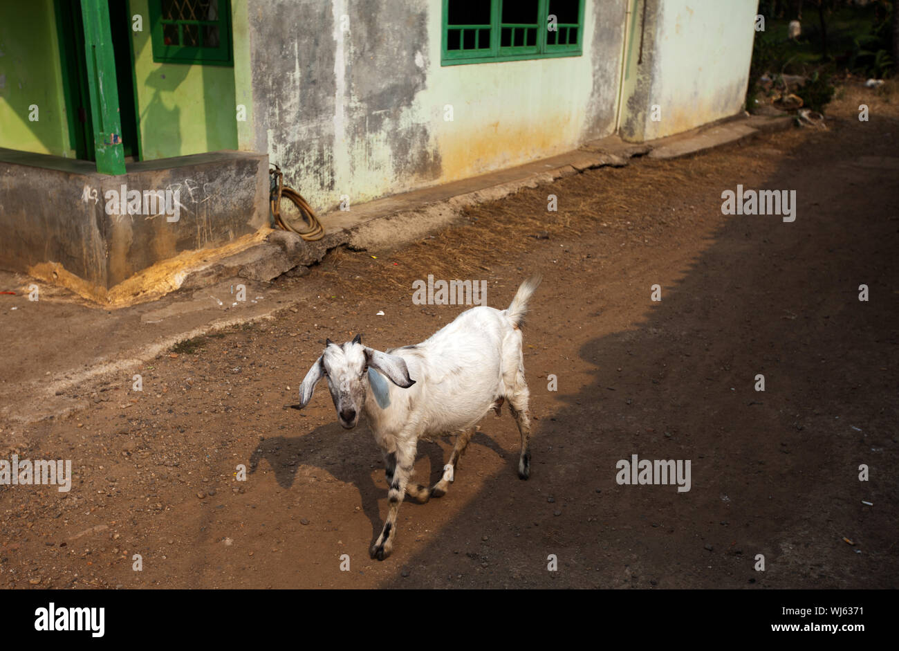 Ziege vor dem haus -Fotos und -Bildmaterial in hoher Auflösung – Alamy