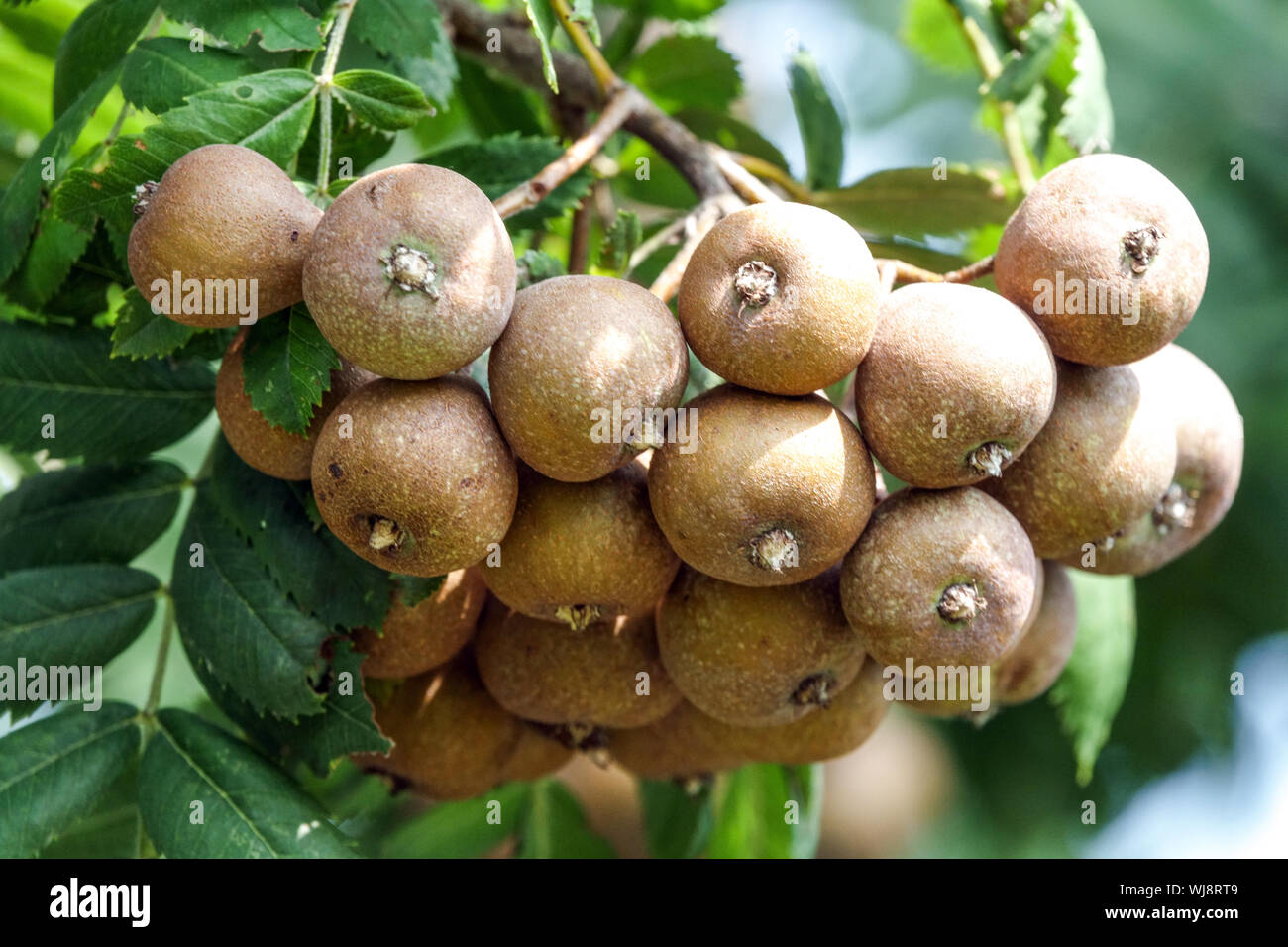 Sorb tree sorbus domestica -Fotos und -Bildmaterial in hoher Auflösung ...