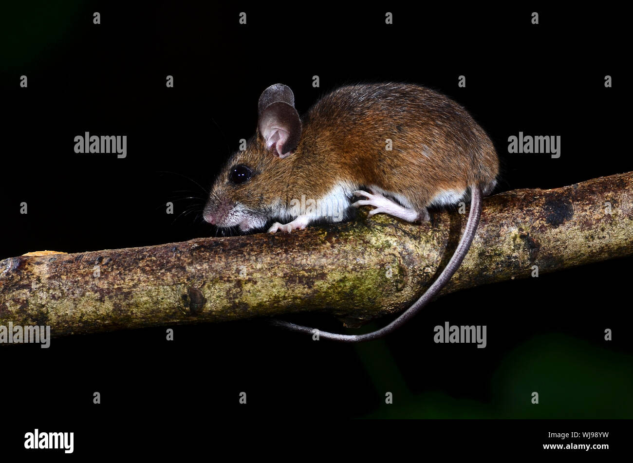 Klettern auf dem ast -Fotos und -Bildmaterial in hoher Auflösung – Alamy