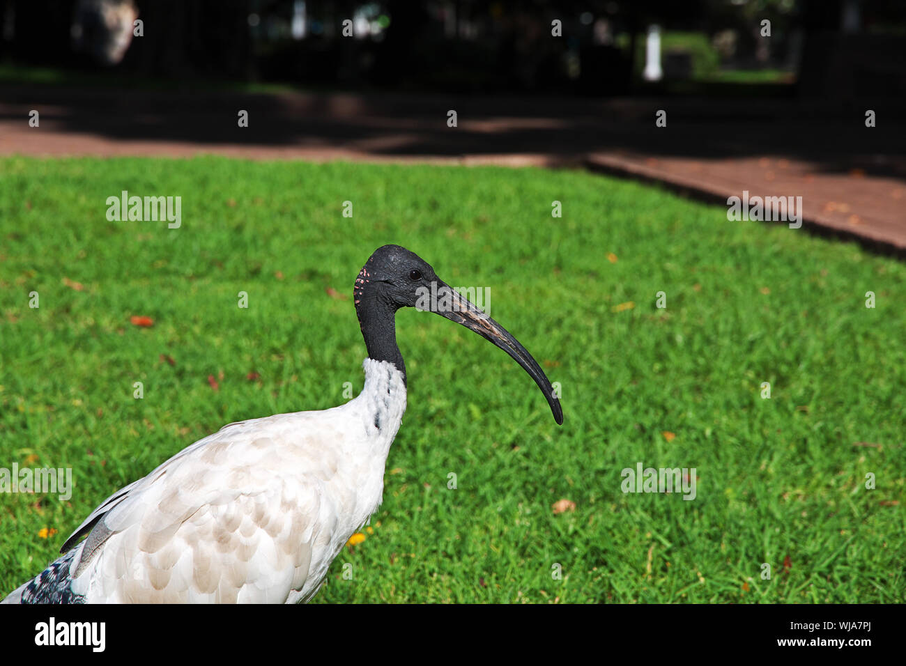 Grauer Vogel Australien Stockfotos und -bilder Kaufen - Alamy