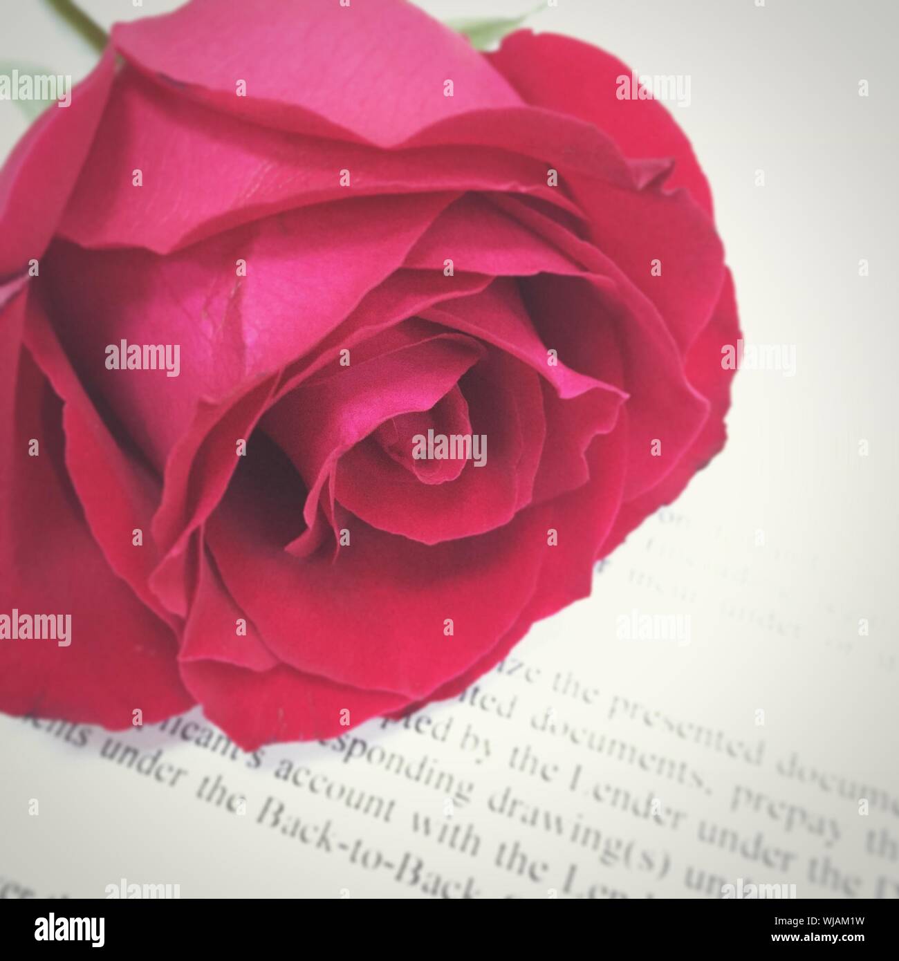 Single red rose open book -Fotos und -Bildmaterial in hoher Auflösung ...