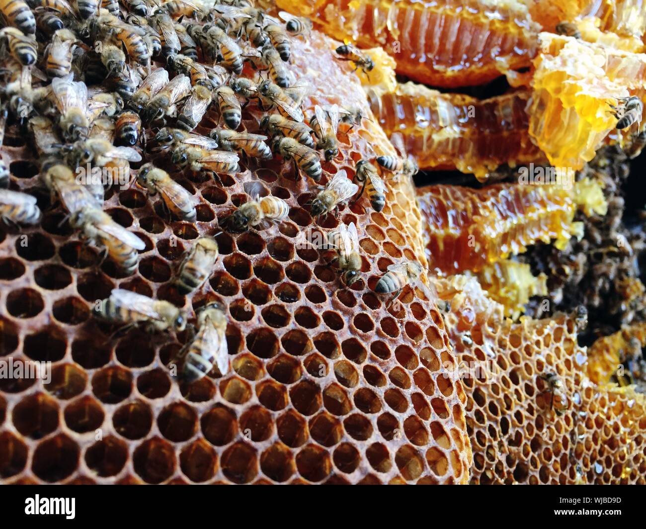 Waben machen -Fotos und -Bildmaterial in hoher Auflösung – Alamy