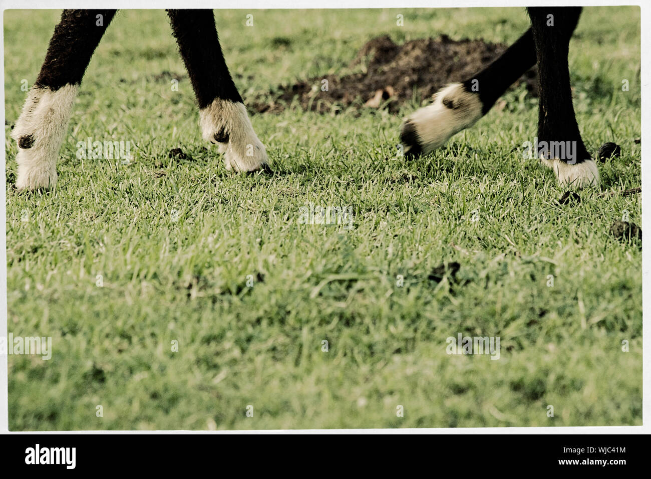 Goat legs -Fotos und -Bildmaterial in hoher Auflösung – Alamy