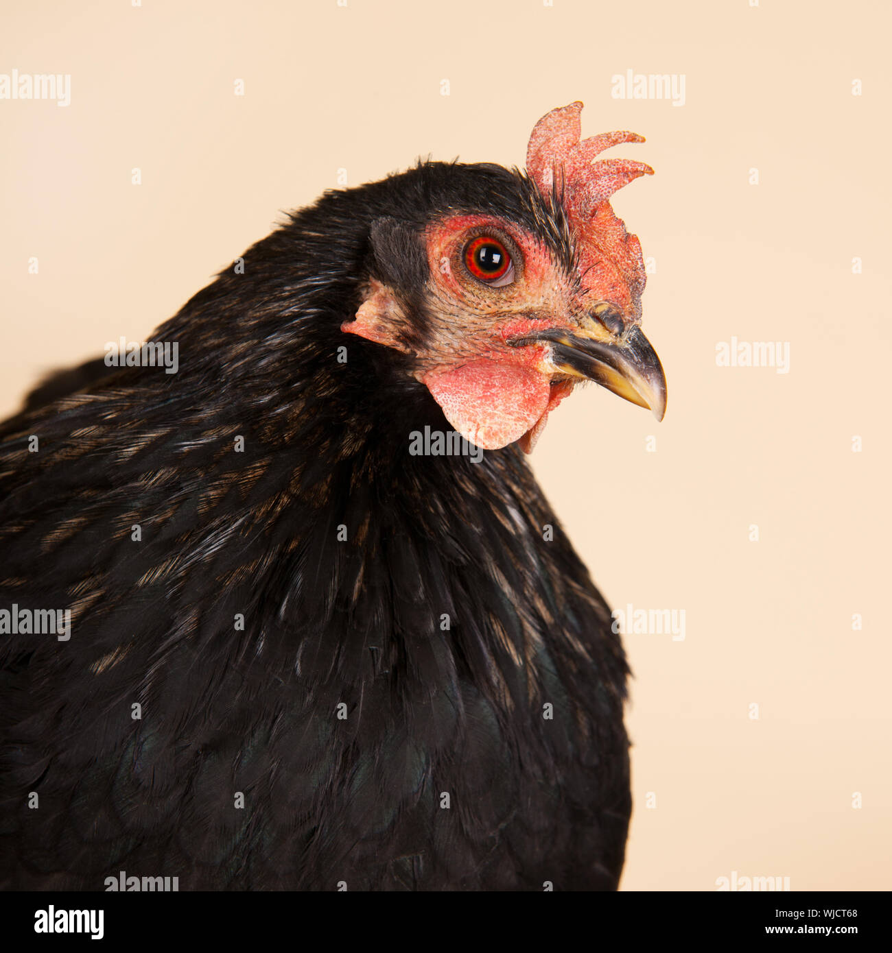 Chabo chicken japanese bantam chicken -Fotos und -Bildmaterial in hoher ...