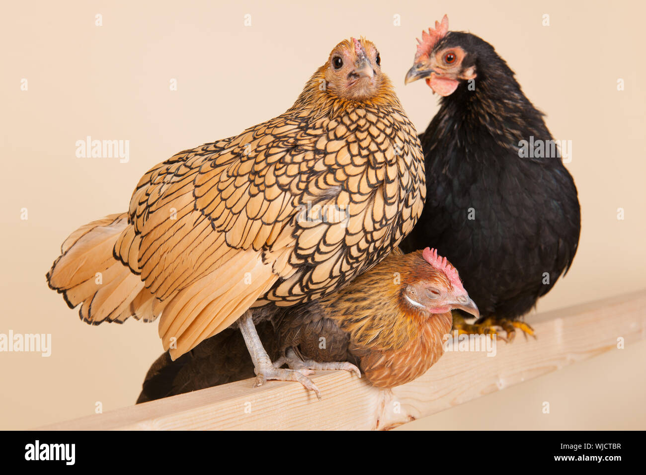 Chabo chicken japanese bantam chicken -Fotos und -Bildmaterial in hoher ...