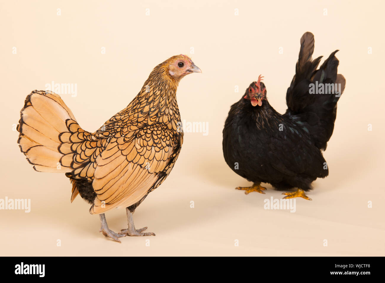 Chabo chicken japanese bantam chicken -Fotos und -Bildmaterial in hoher ...
