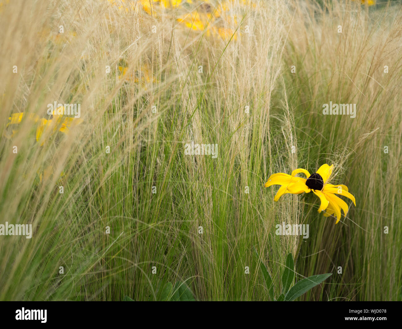 Gelbes feld von wildblumen -Fotos und -Bildmaterial in hoher Auflösung ...