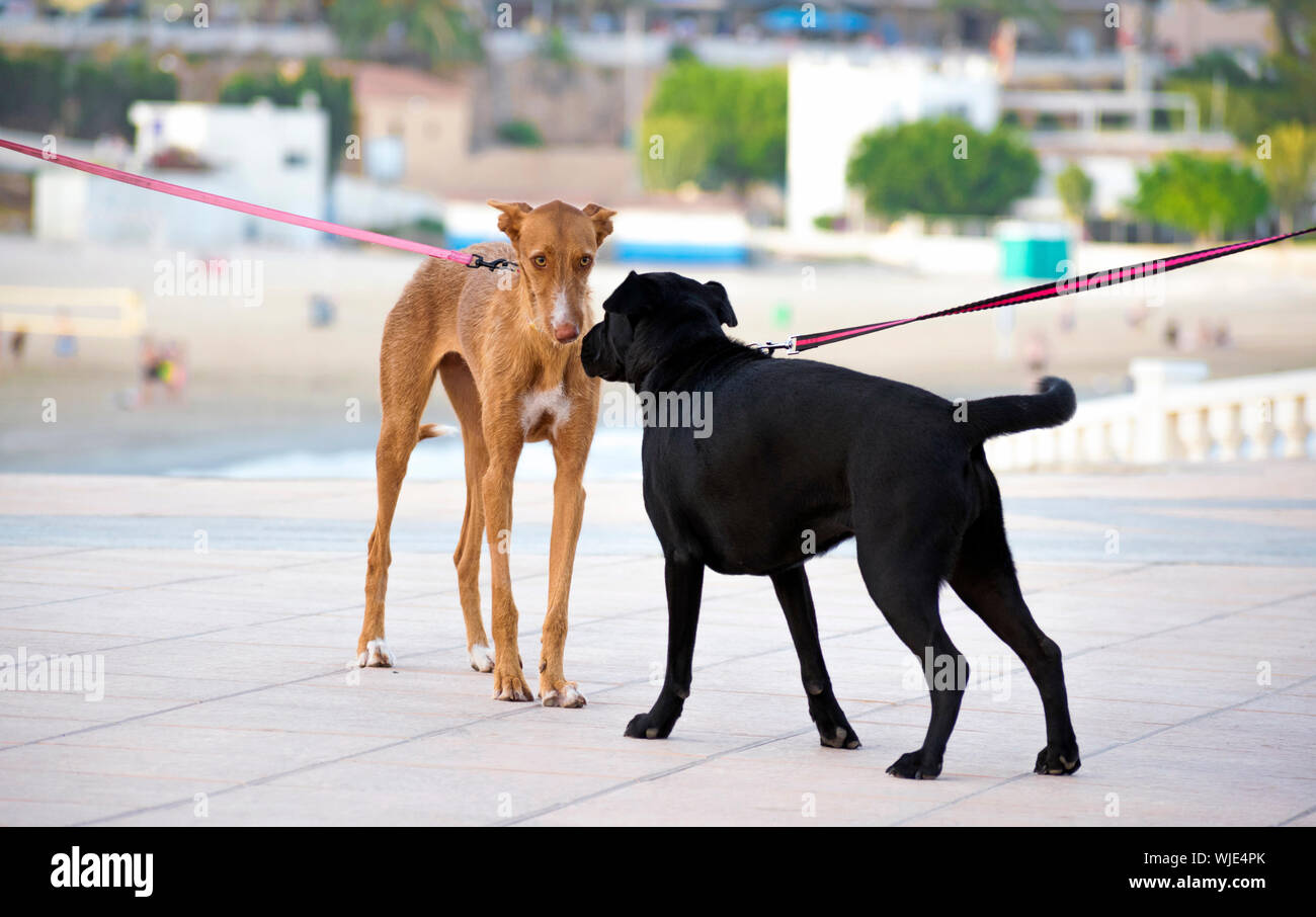 Hund, der sich trifft -Fotos und -Bildmaterial in hoher Auflösung – Alamy