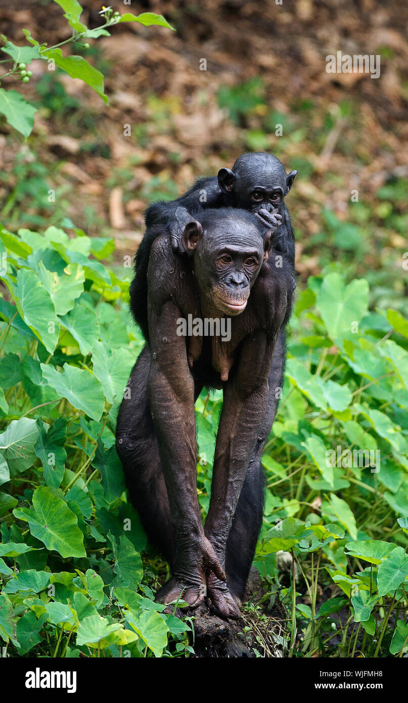 Bonobo mother and young -Fotos und -Bildmaterial in hoher Auflösung – Alamy