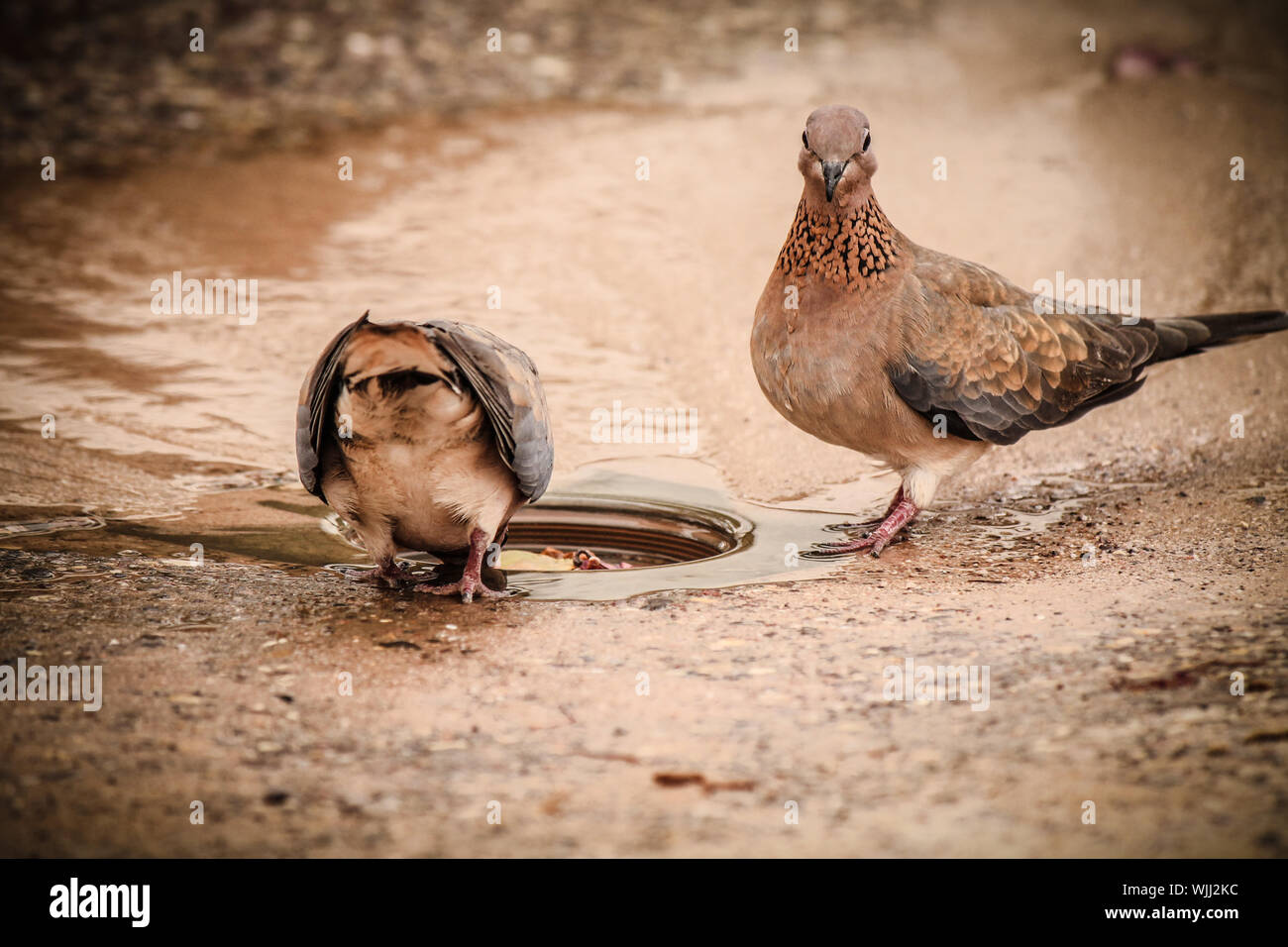 Nasse Tauben Stockfotos und -bilder Kaufen - Alamy