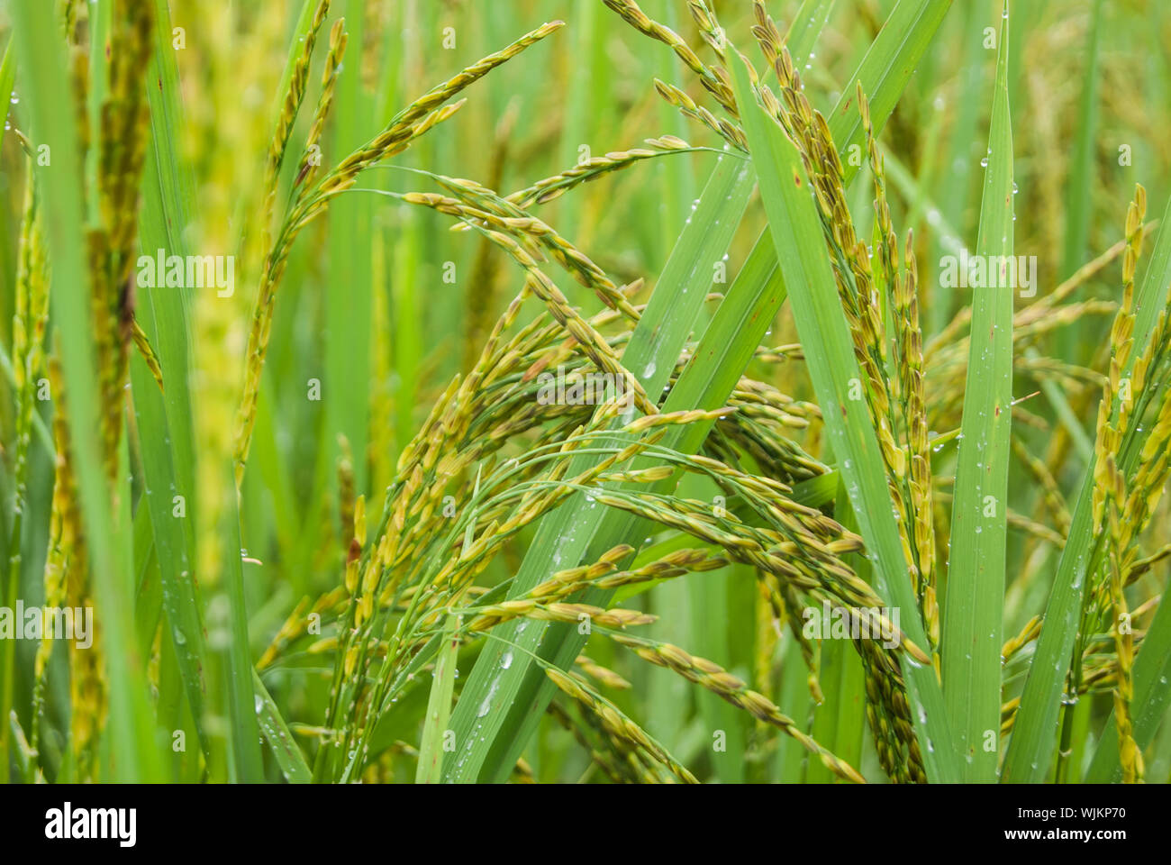 Rice crops -Fotos und -Bildmaterial in hoher Auflösung – Alamy