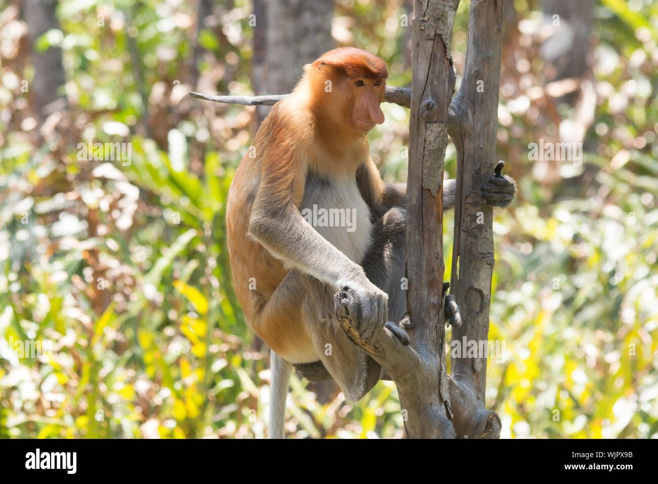Sitzender baum des affen -Fotos und -Bildmaterial in hoher Auflösung ...
