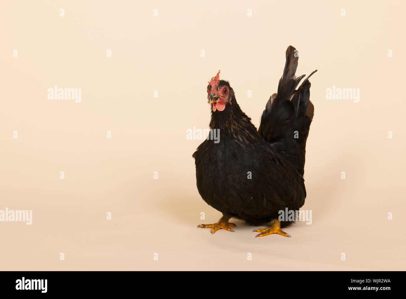 Chabo chicken japanese bantam chicken -Fotos und -Bildmaterial in hoher ...