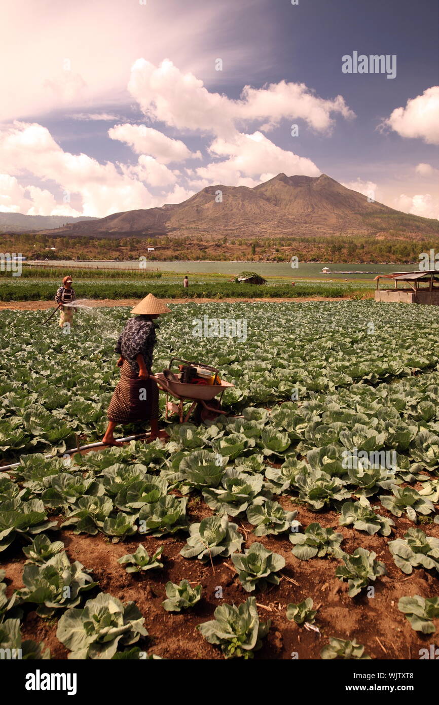 Bauern bei der arbeit -Fotos und -Bildmaterial in hoher Auflösung – Alamy