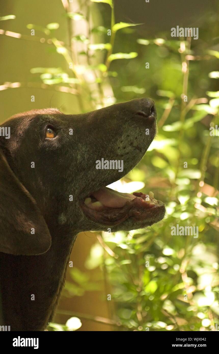 Trüffelsuchender hund -Fotos und -Bildmaterial in hoher Auflösung – Alamy