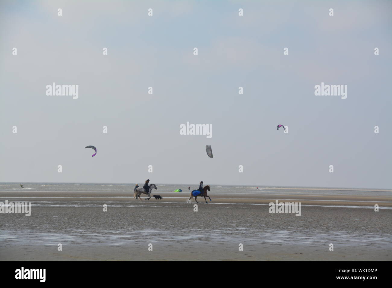 Menschen pferd hund strand -Fotos und -Bildmaterial in hoher Auflösung – Alamy