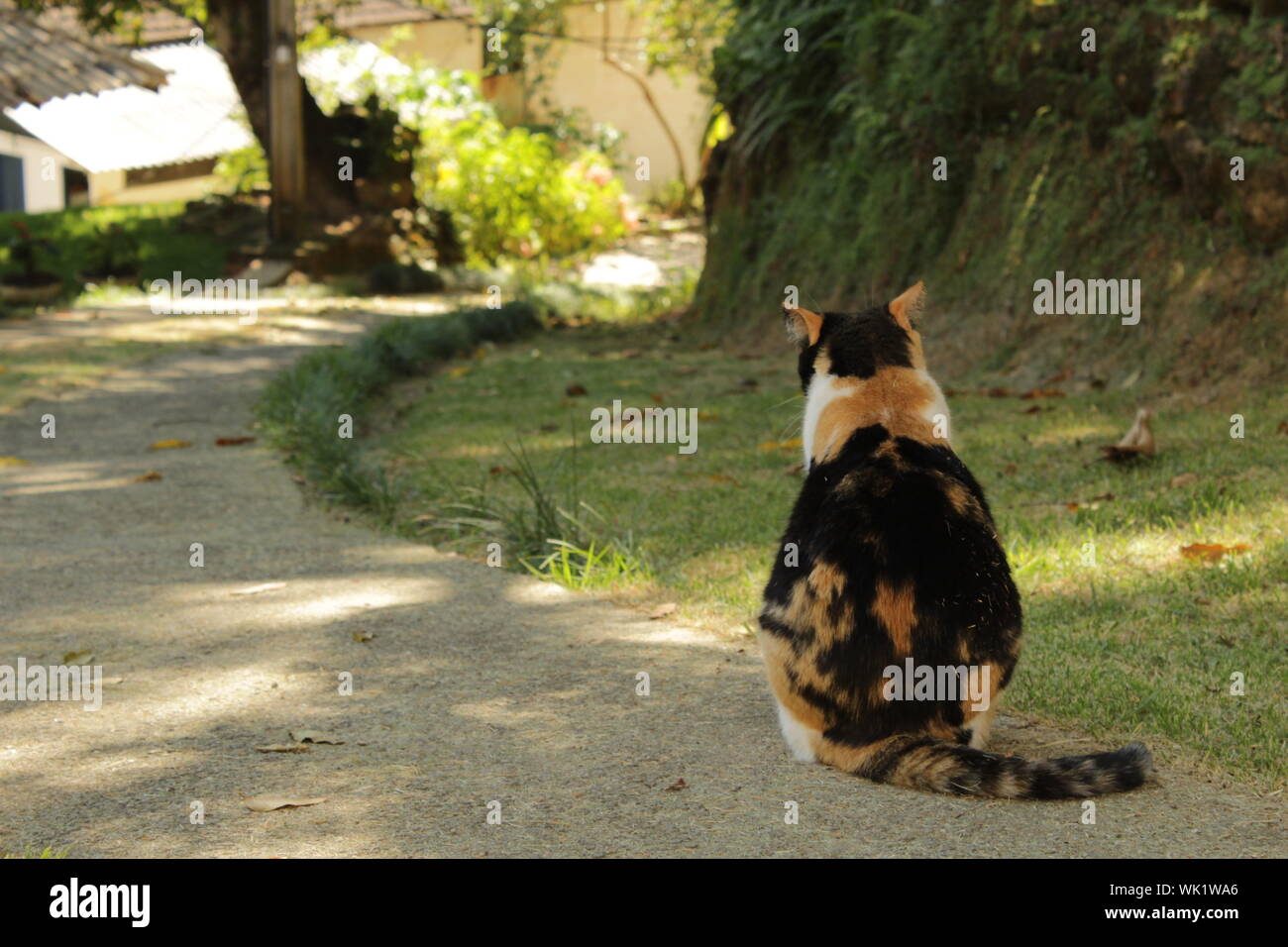 Sitzende katze -Fotos und -Bildmaterial in hoher Auflösung – Alamy
