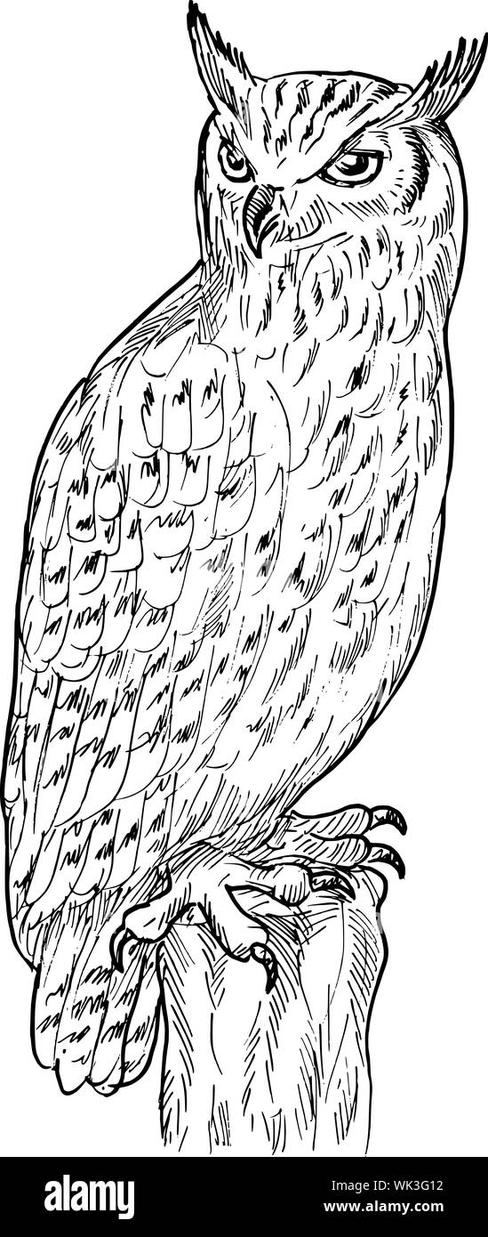 Handskizze zeichnen Außenillustration ein Uhu getan in schwarz und weiß ...