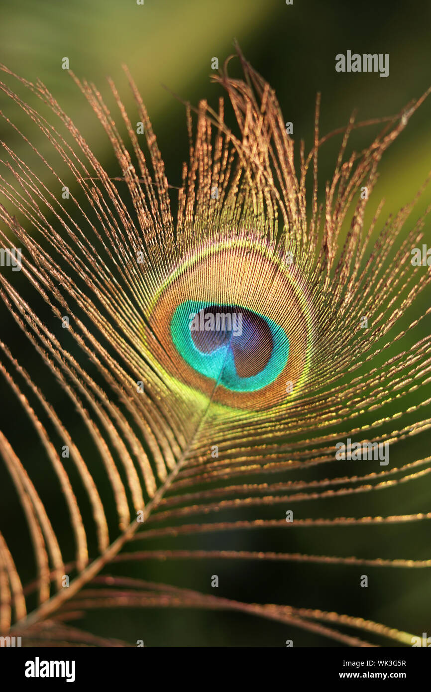 Pfauenfeder bilder -Fotos und -Bildmaterial in hoher Auflösung – Alamy