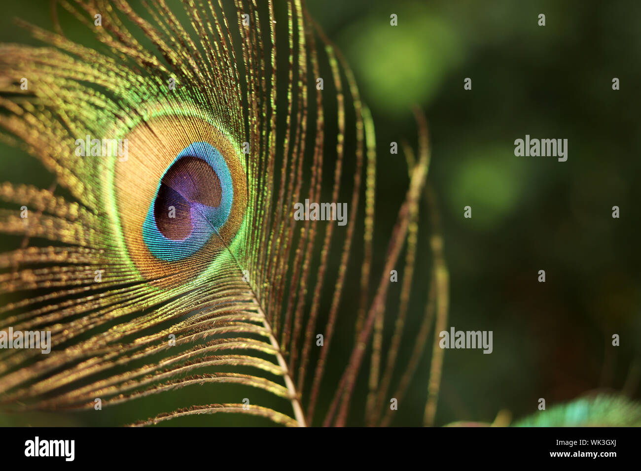 Bilder von pfauen -Fotos und -Bildmaterial in hoher Auflösung – Alamy