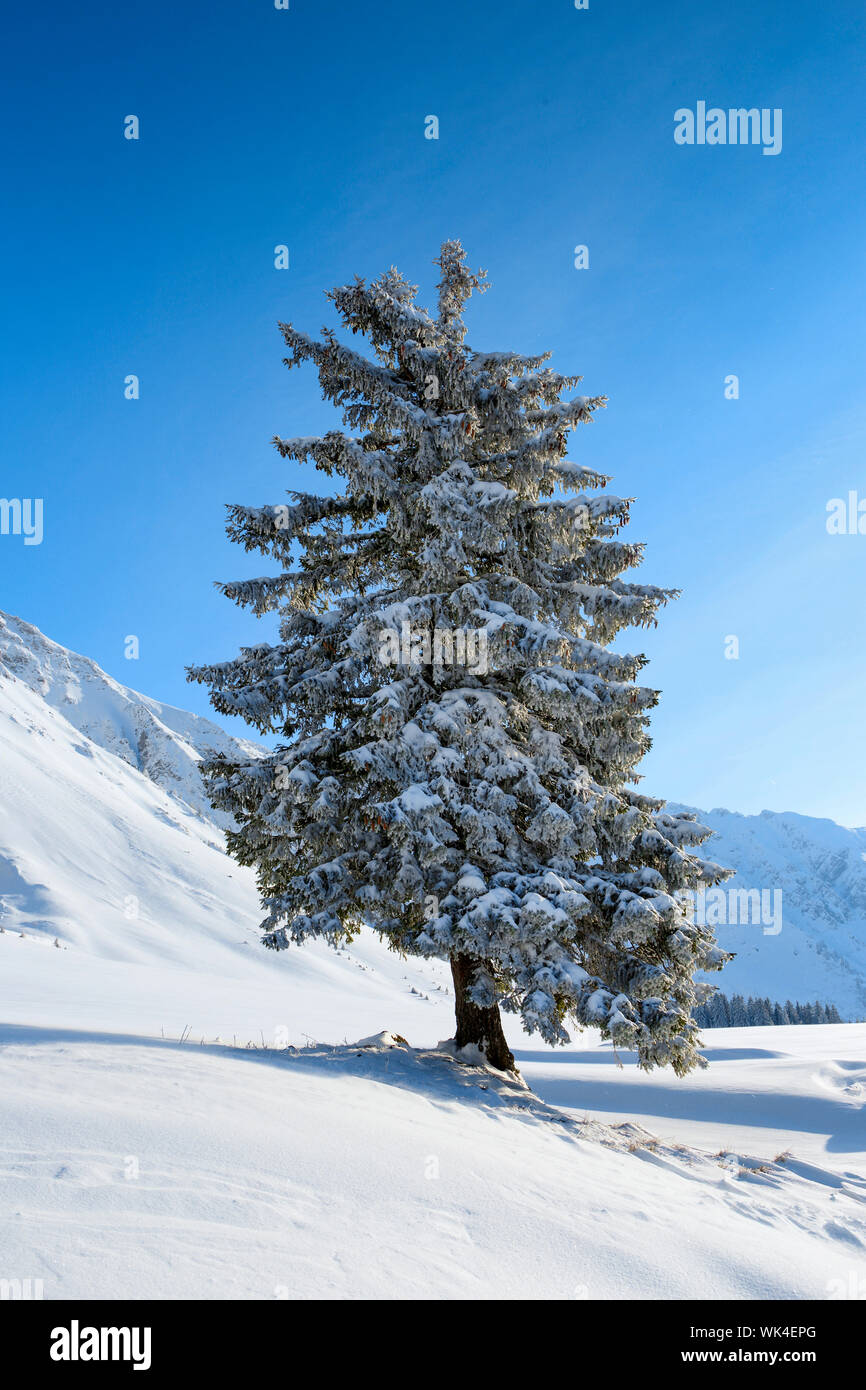 Tanne einzeln -Fotos und -Bildmaterial in hoher Auflösung – Alamy