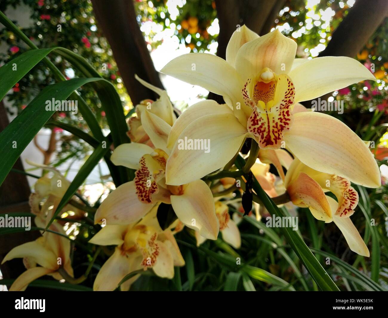 Cymbidium orchids -Fotos und -Bildmaterial in hoher Auflösung – Alamy