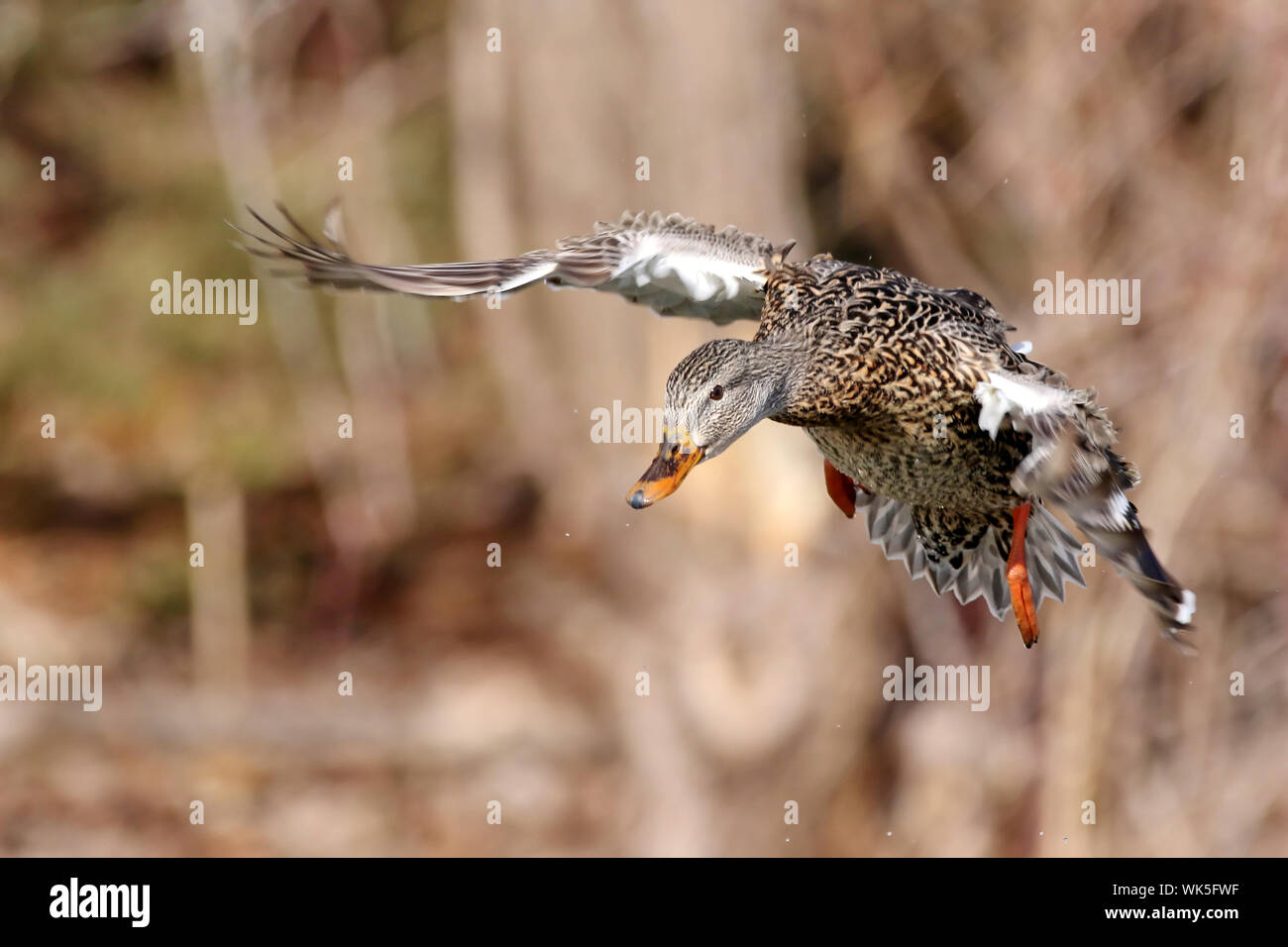 Fliegende ente -Fotos und -Bildmaterial in hoher Auflösung – Alamy