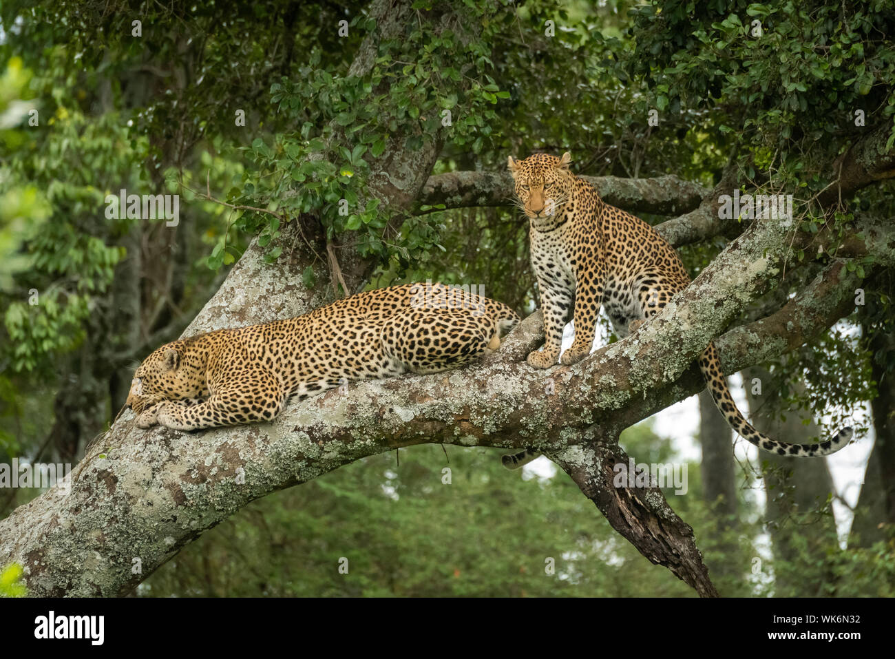 Leoparden Panthera Pardus Stockfotos und -bilder Kaufen - Alamy