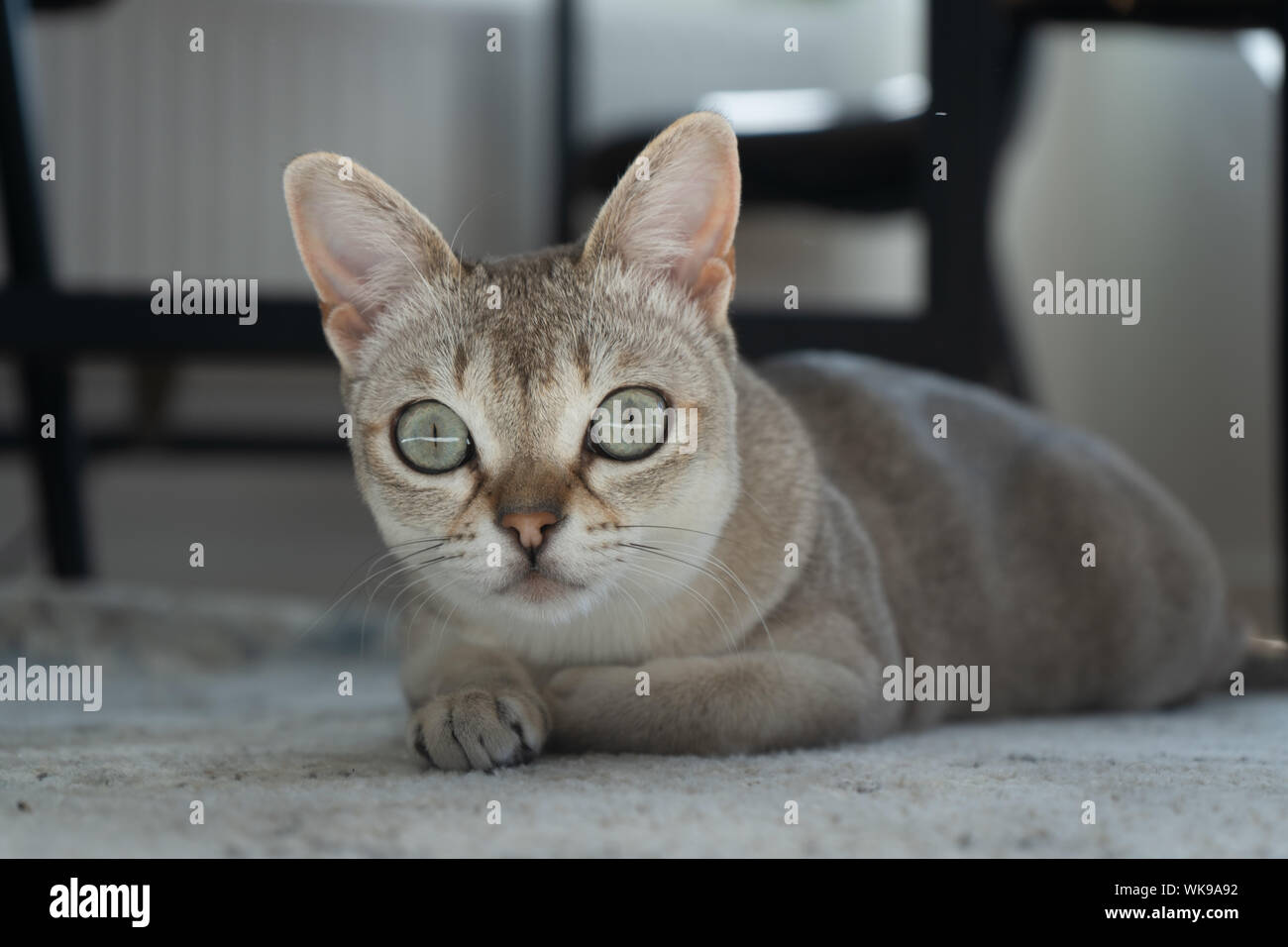 Singapura Katze auf dem Boden liegt. Die kleinste Katze Rasse in der ...