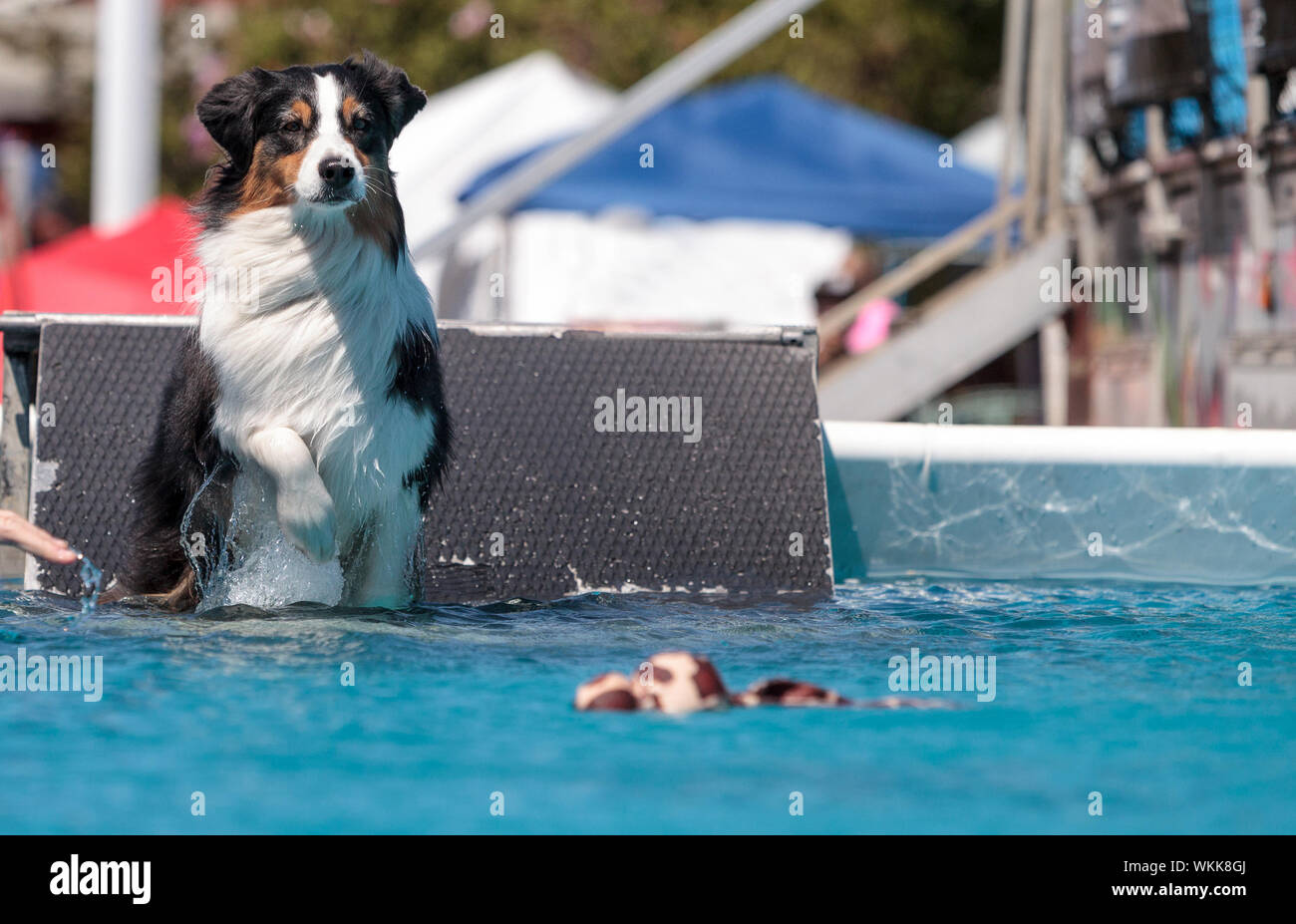 Hund im schwimmbad -Fotos und -Bildmaterial in hoher Auflösung – Alamy