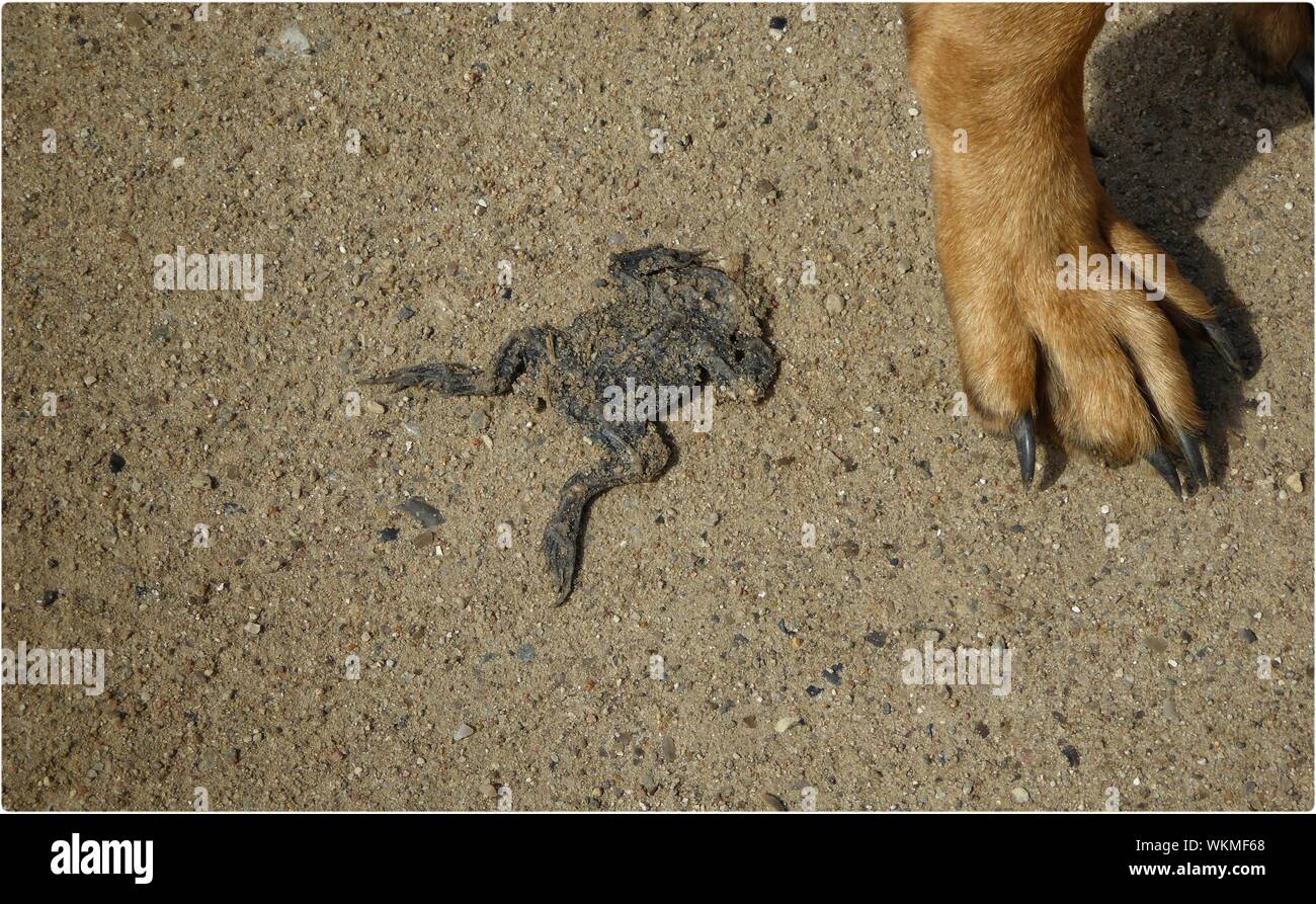 Hund pfote detail -Fotos und -Bildmaterial in hoher Auflösung – Alamy