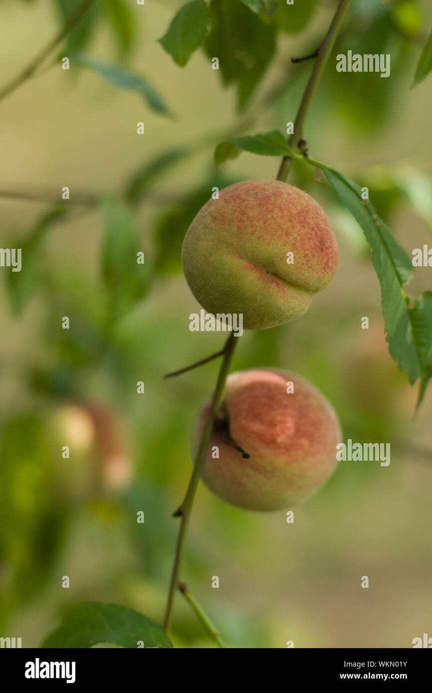 Pfirsiche vor der ernte -Fotos und -Bildmaterial in hoher Auflösung – Alamy