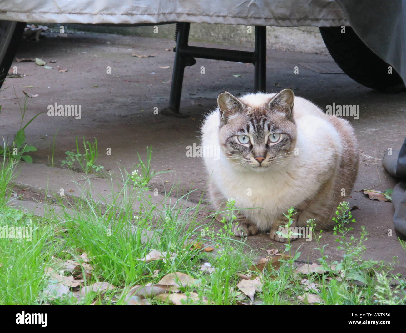 Sitzende katze -Fotos und -Bildmaterial in hoher Auflösung – Alamy