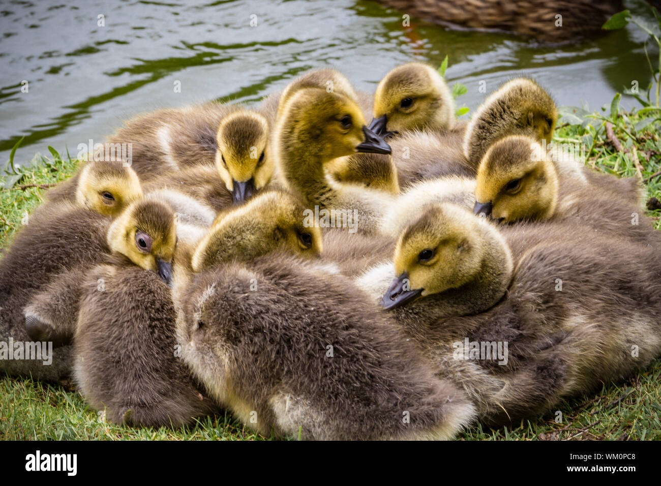 Baby Enten Stockfotos und -bilder Kaufen - Alamy
