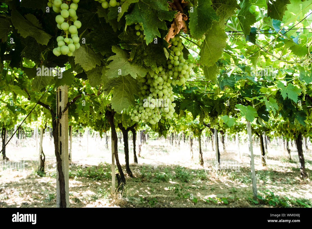 Trauben, die rebe anbauen -Fotos und -Bildmaterial in hoher Auflösung ...