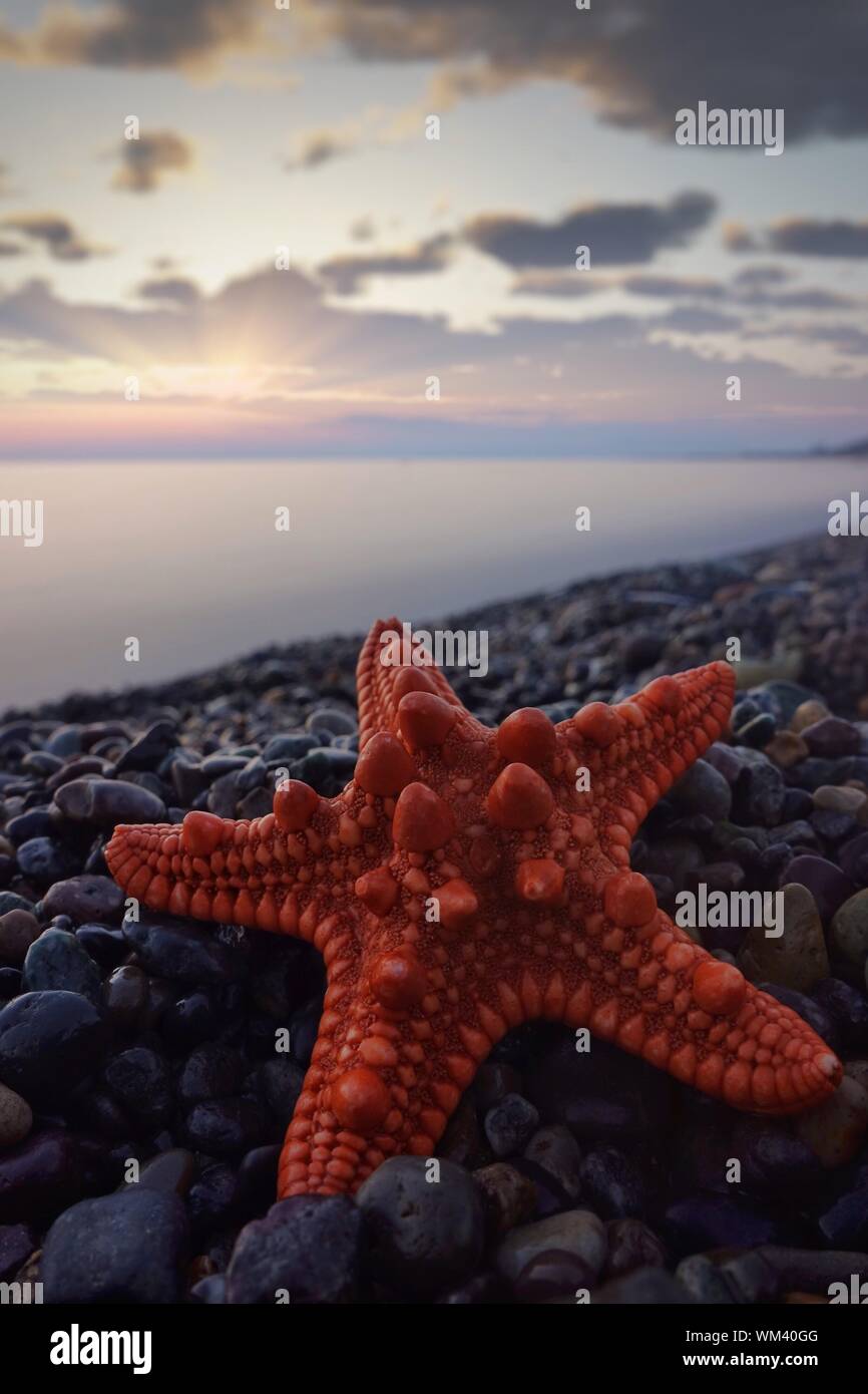 Seestern am kiesstrand -Fotos und -Bildmaterial in hoher Auflösung – Alamy