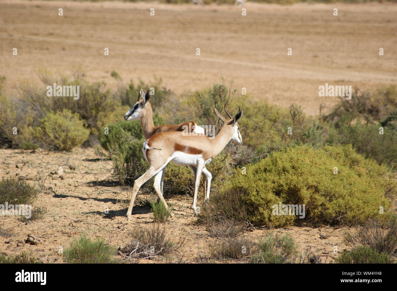 Two wild animals -Fotos und -Bildmaterial in hoher Auflösung – Alamy