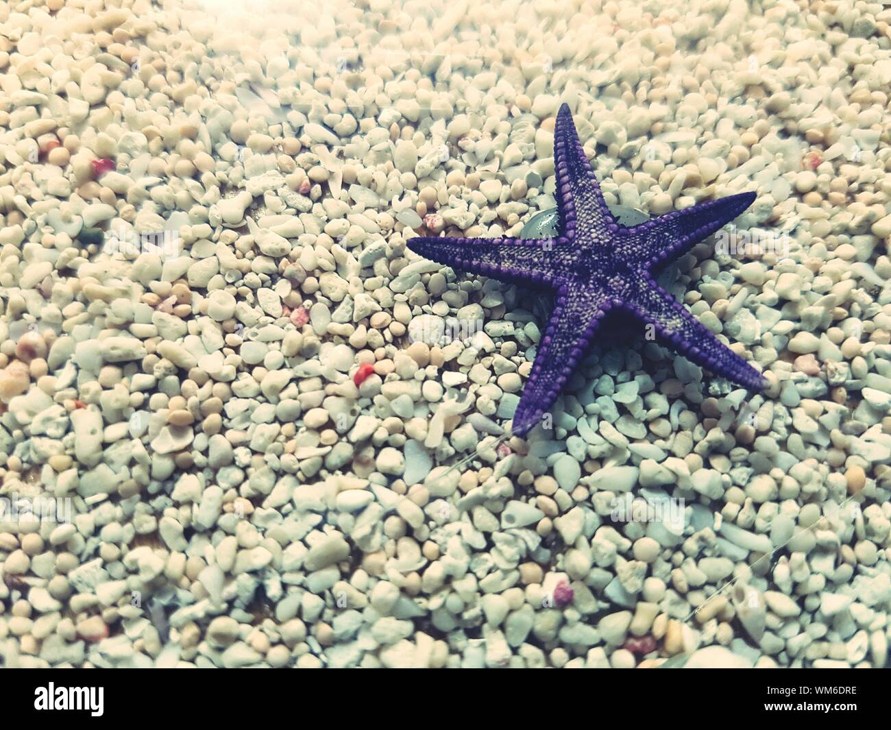 Seestern am kiesstrand -Fotos und -Bildmaterial in hoher Auflösung – Alamy