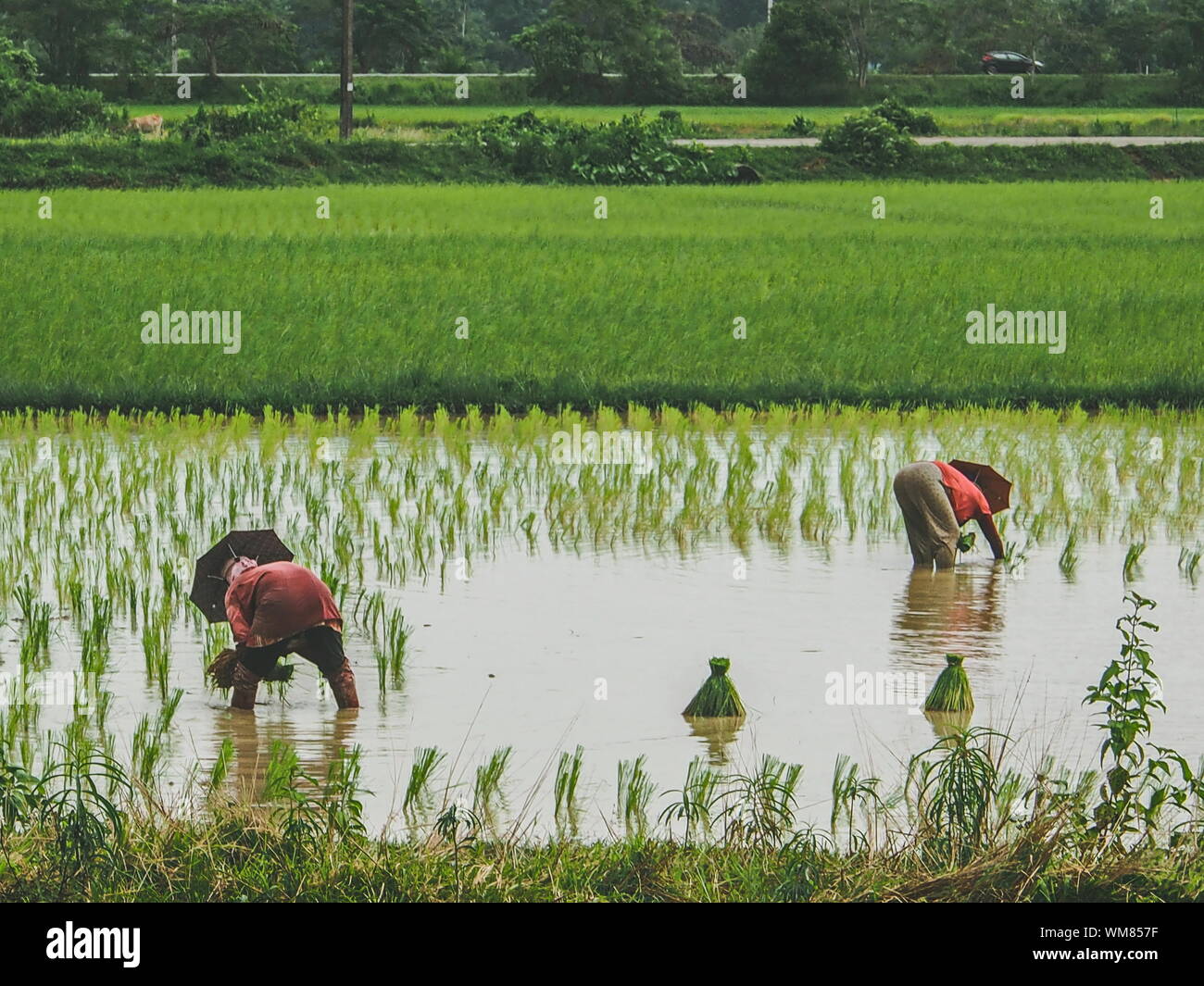 Bauern Bei Der Arbeit Stockfotos und -bilder Kaufen - Alamy