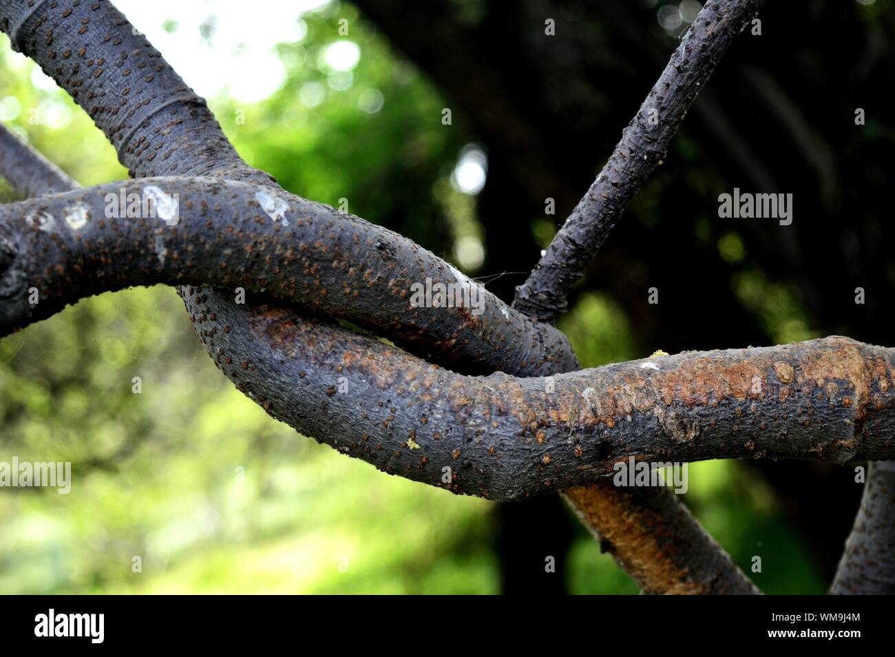 Ineinander verschlungene zweige -Fotos und -Bildmaterial in hoher ...