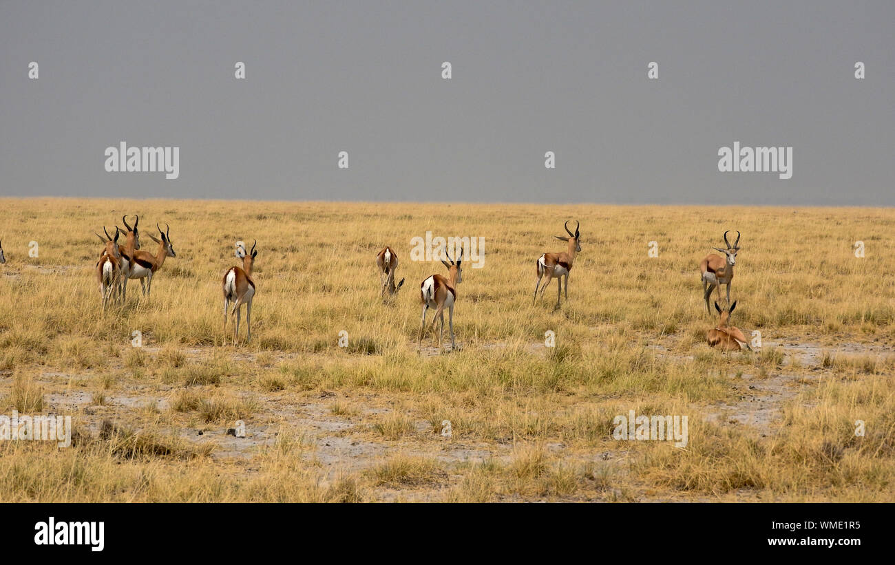 Parco degli springboks -Fotos und -Bildmaterial in hoher Auflösung – Alamy